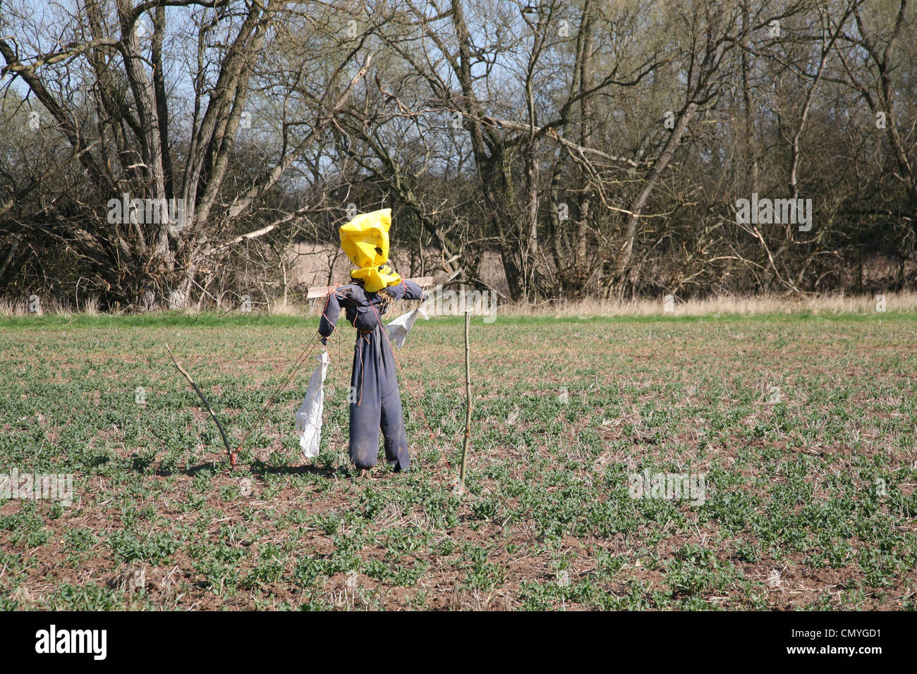 a scarecrow protecting crops Stock Photo - Alamy