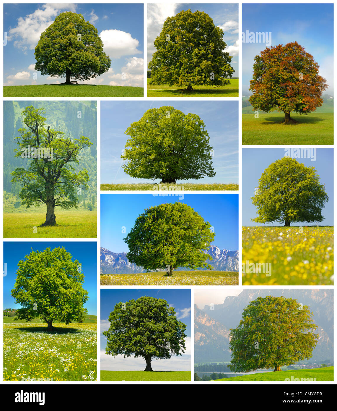 collage of big trees Stock Photo - Alamy