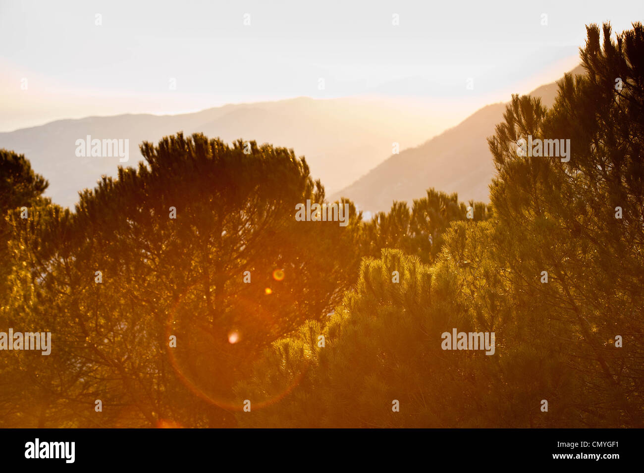 sunset at sierra de mijas with sun over trees causing flair Stock Photo ...