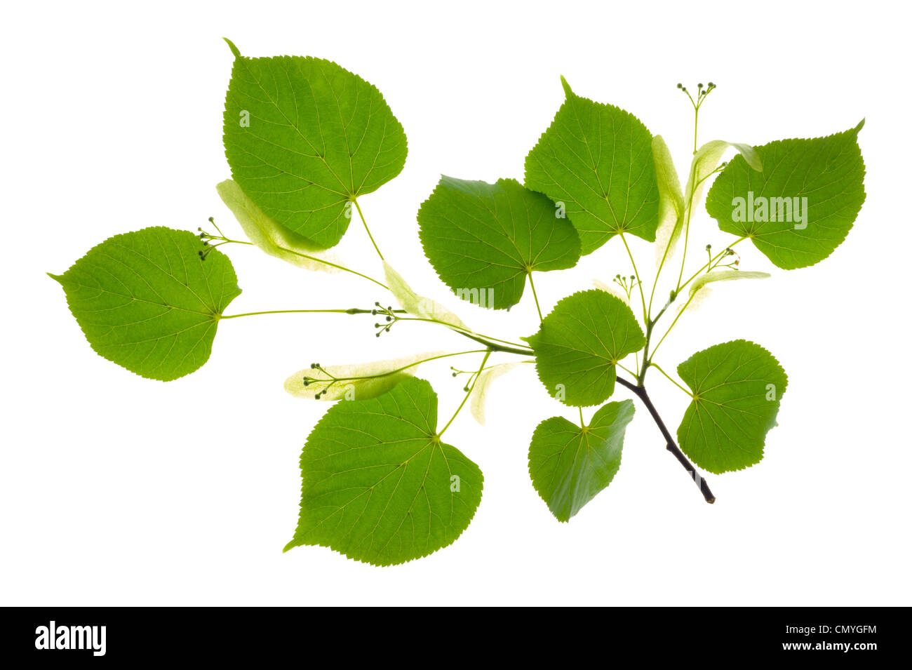 Green linden leaf on branch isolated over white background Stock Photo ...