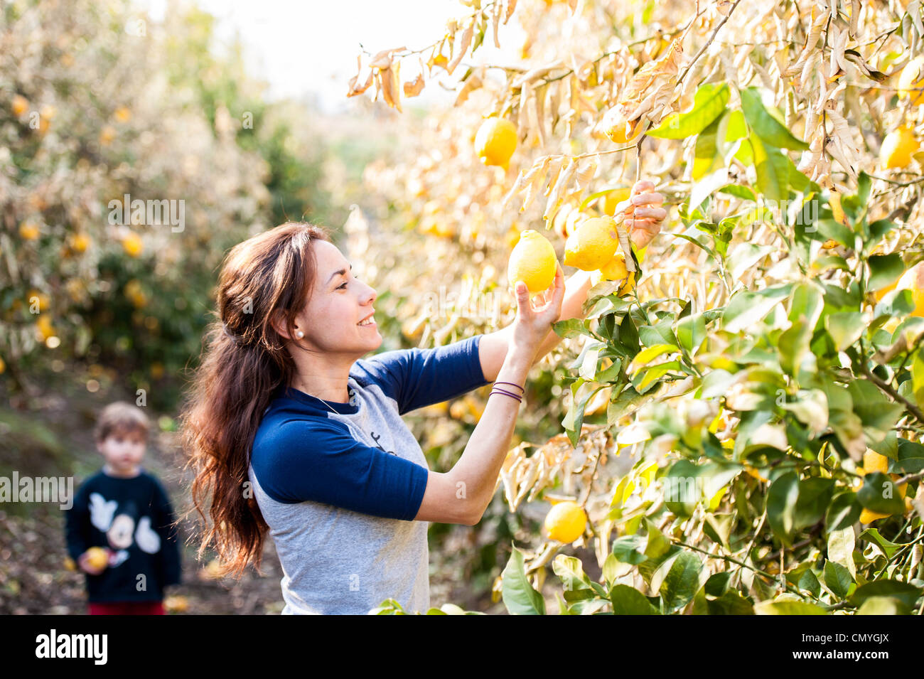 Young Latin woman picking lemons off of tree in organic lemon orchard ...