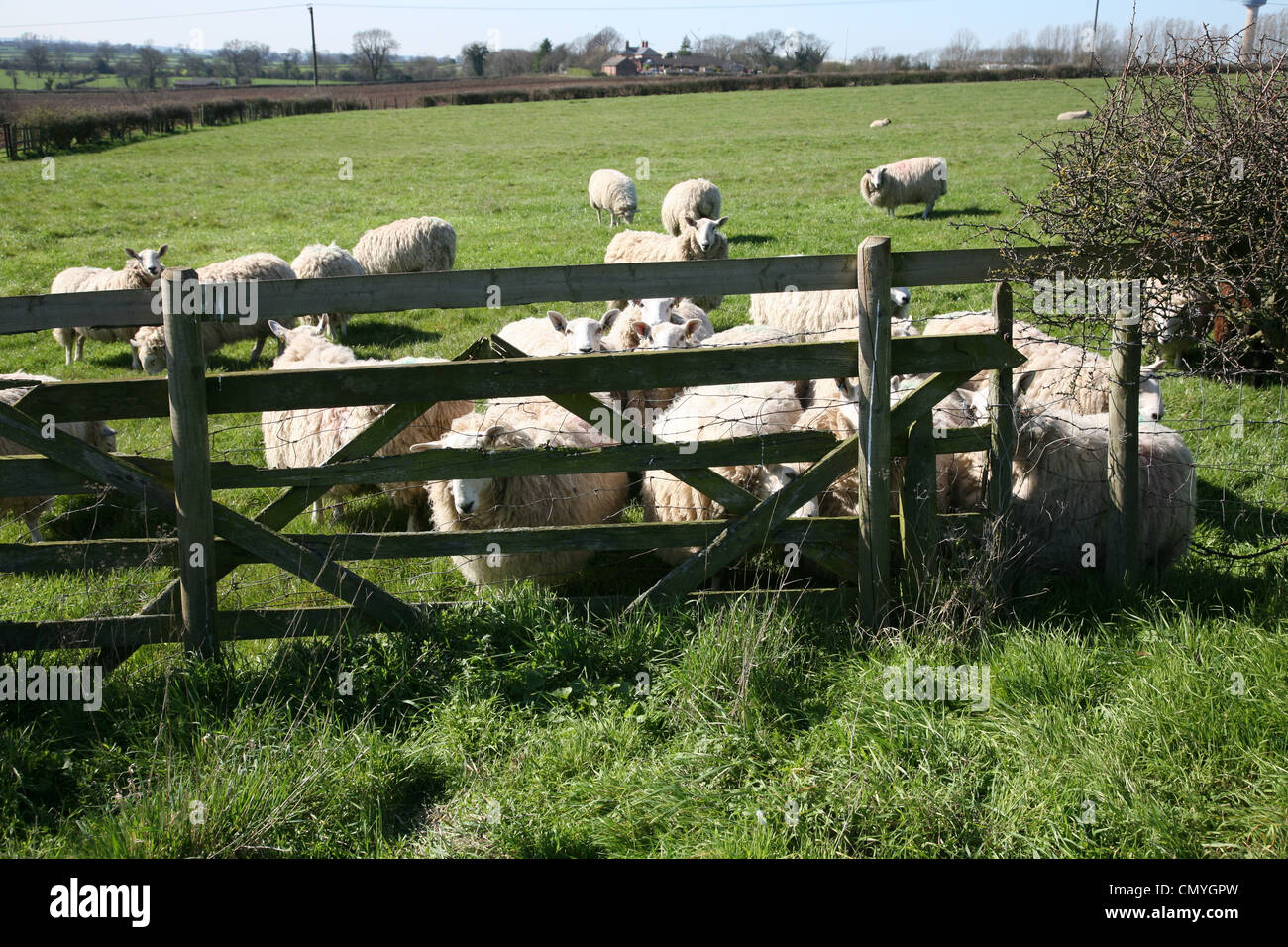 sheep in a field Stock Photo - Alamy
