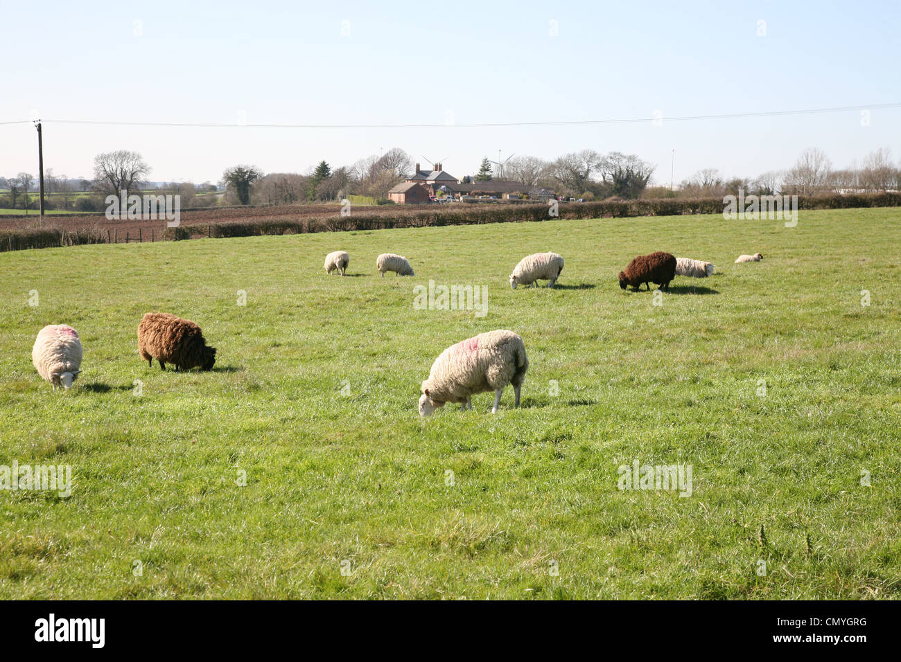 sheep in a field Stock Photo - Alamy