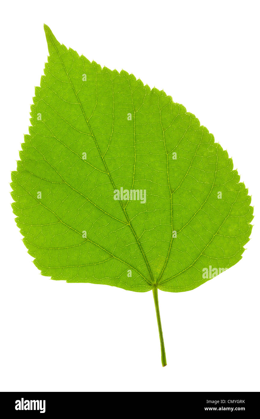 linden leaf isolated over white background Stock Photo - Alamy