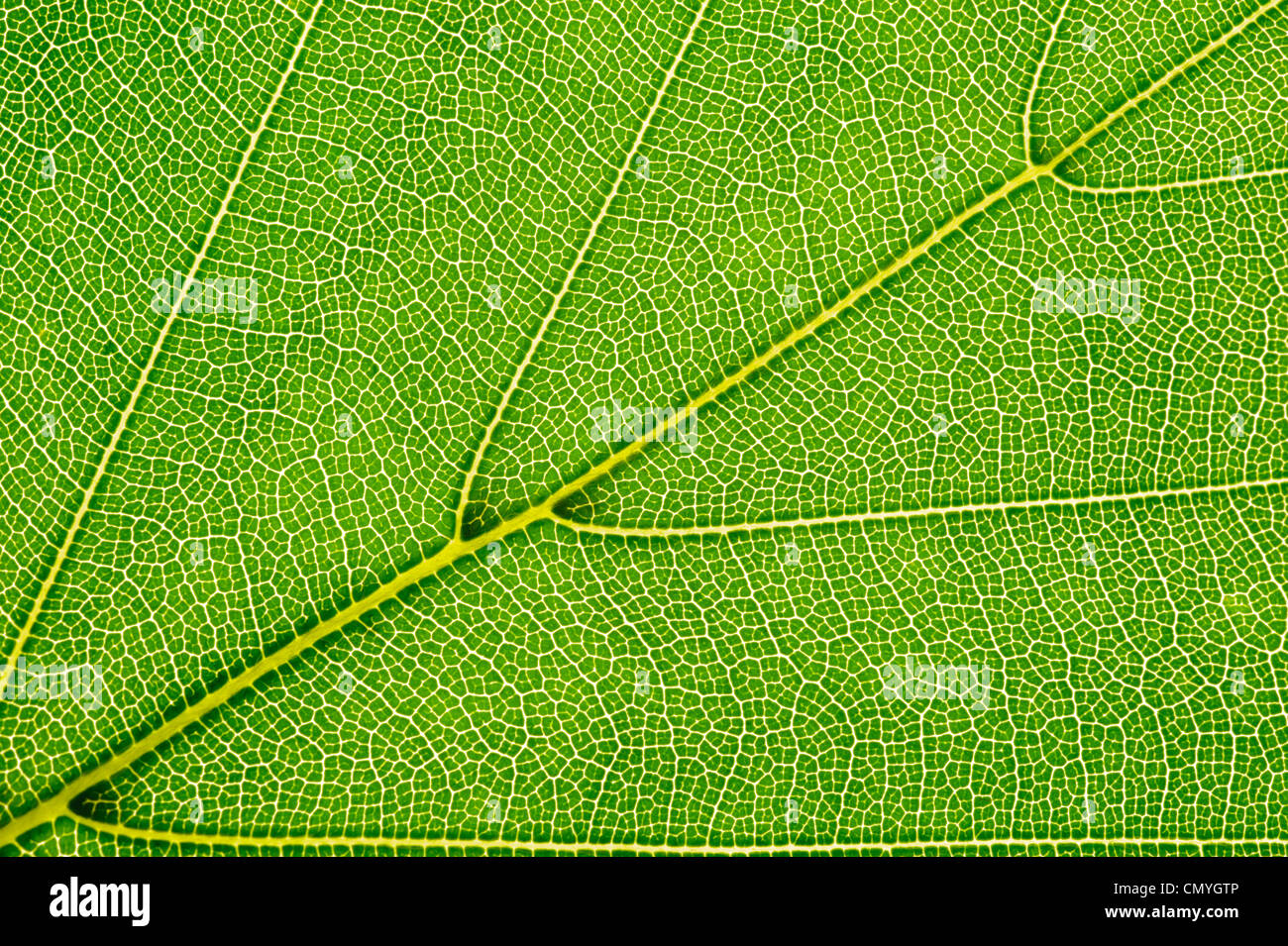 detail of beech leaf Stock Photo - Alamy
