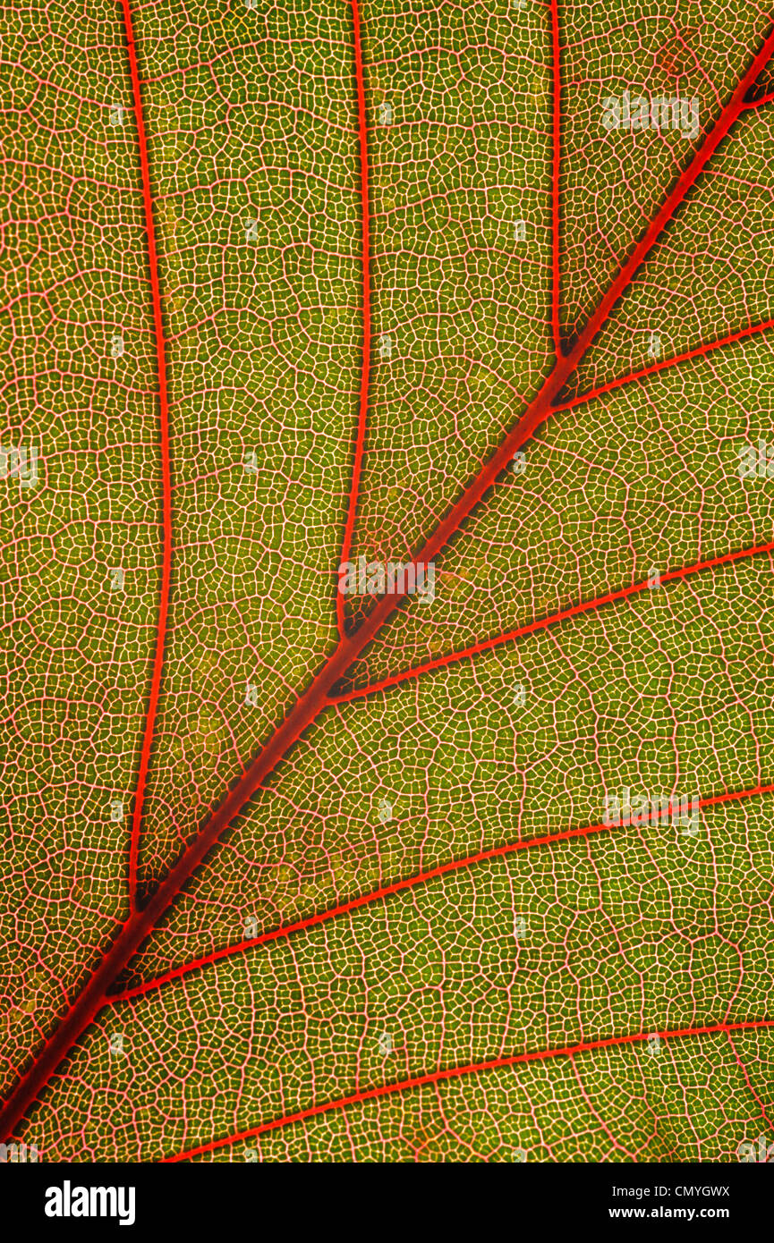 Red beech leaf white background hi-res stock photography and images - Alamy