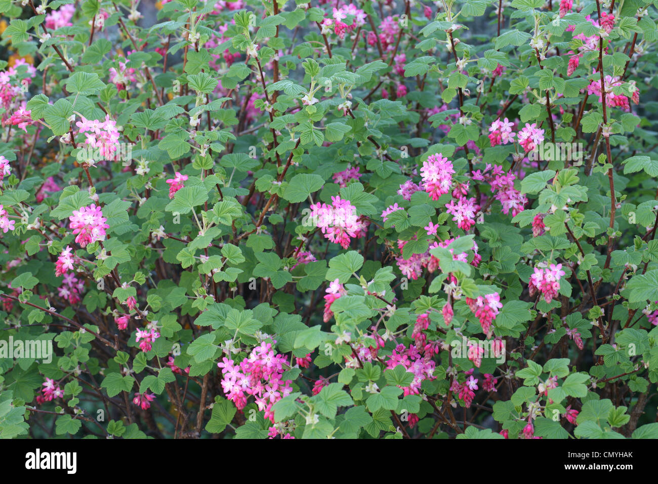 Pink ribes flower hi-res stock photography and images - Alamy