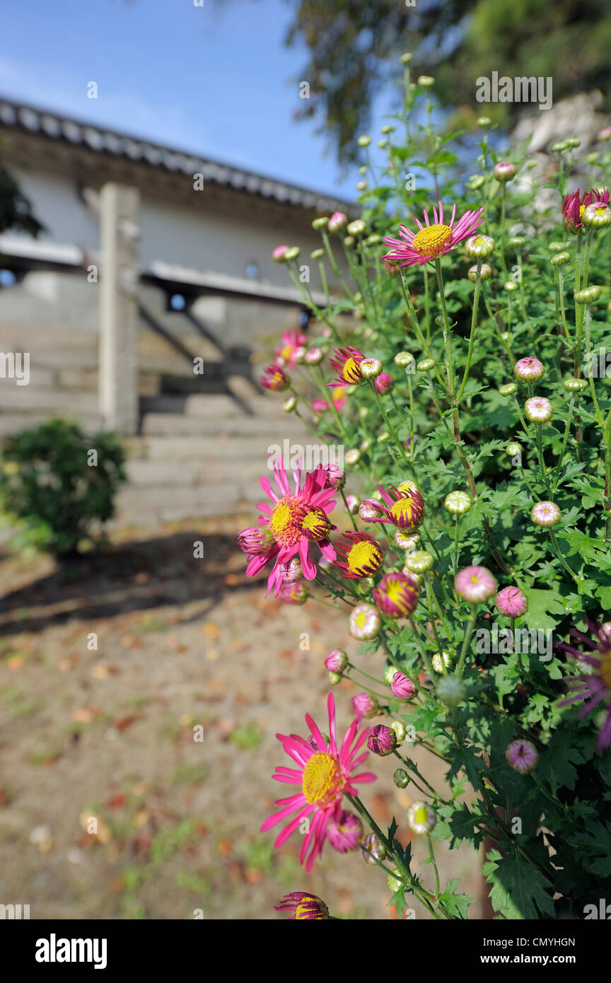 pink flowers in bloom and with buds, Osaka, Japan Stock Photo - Alamy