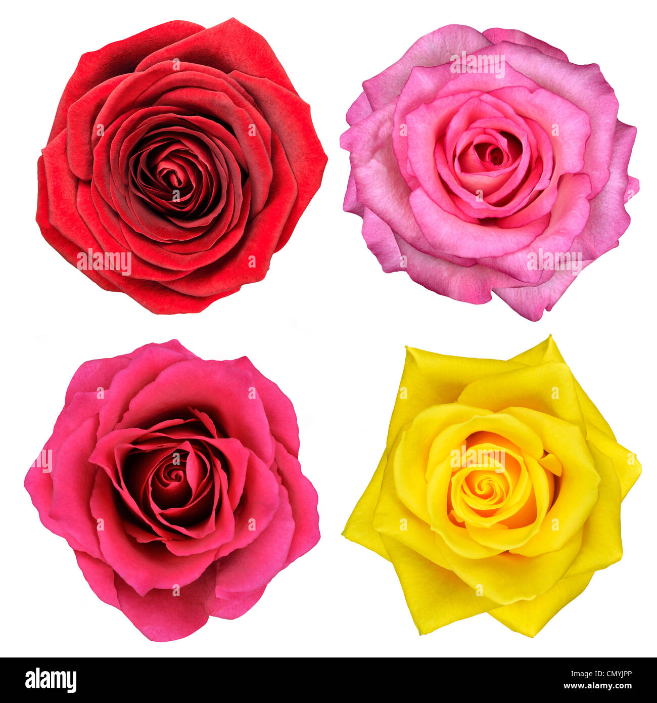 Four Rose Flowers Isolated on White Background Stock Photo - Alamy