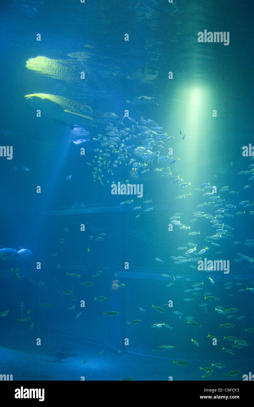 big tank with whale shark at Kaiyukan Osaka Aquarium, Osaka, Japan ...