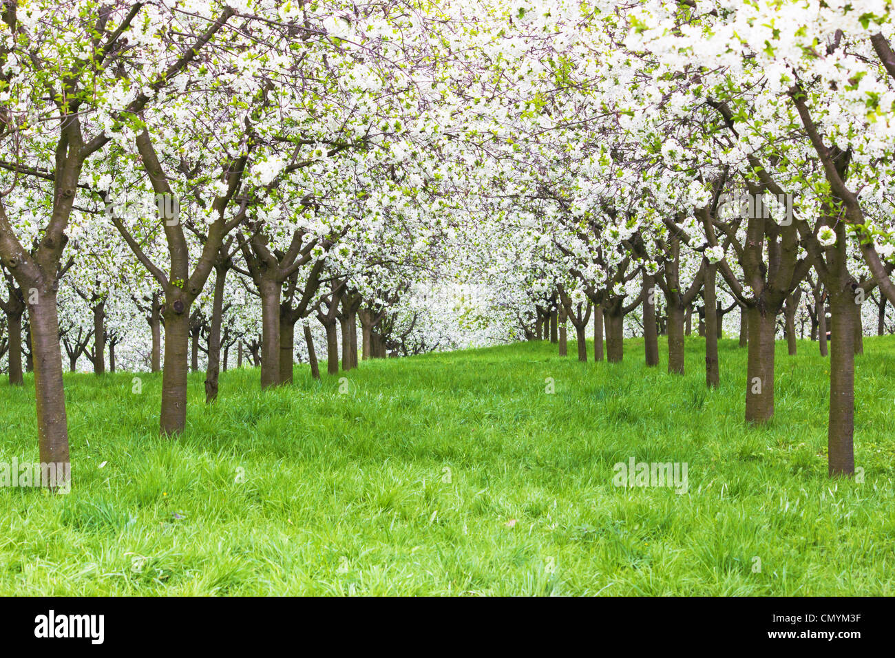 Orchard row hi-res stock photography and images - Alamy