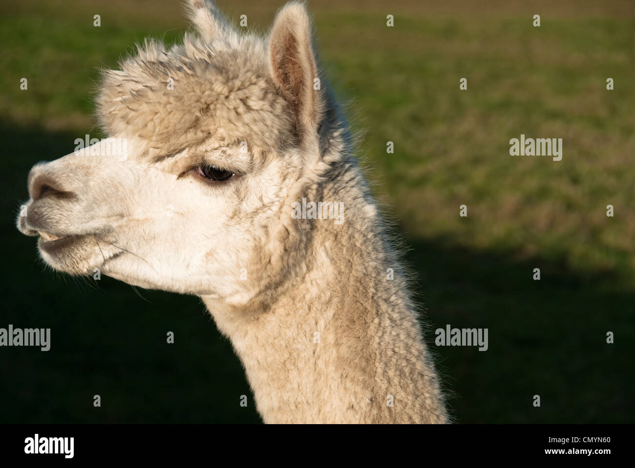 A British Alpaca Stock Photo - Alamy