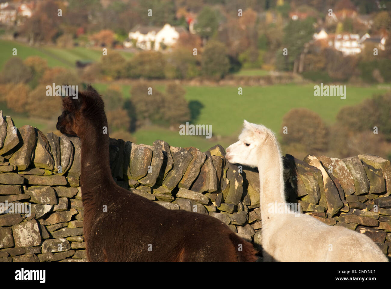 English alpaca hi-res stock photography and images - Alamy