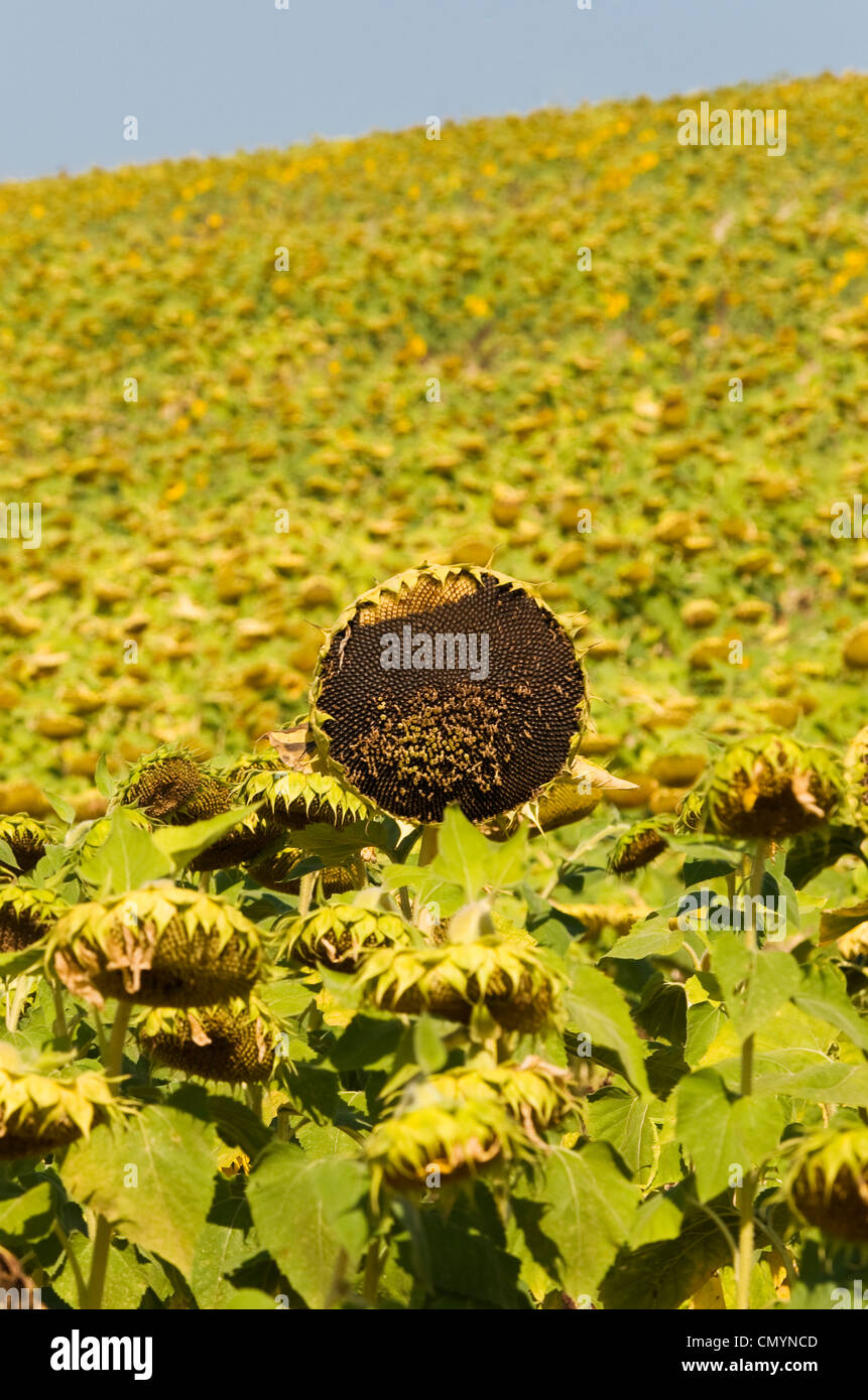 Fall sunflower field hi-res stock photography and images - Alamy
