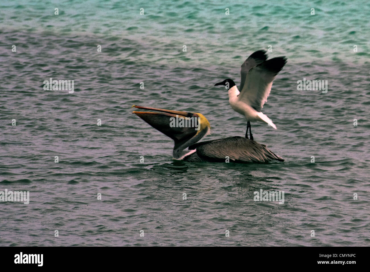 Aruba wildlife hi-res stock photography and images - Alamy