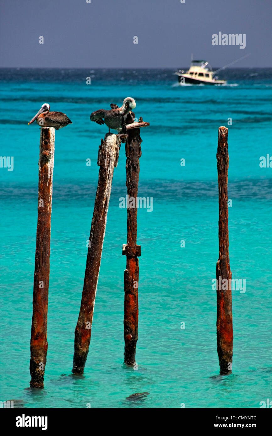 Aruba wildlife hi-res stock photography and images - Alamy