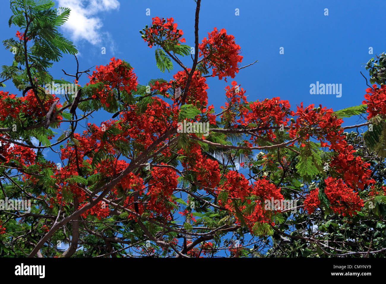 West Indies, Aruba, Flame Tree, Royal poinciana Stock Photo - Alamy