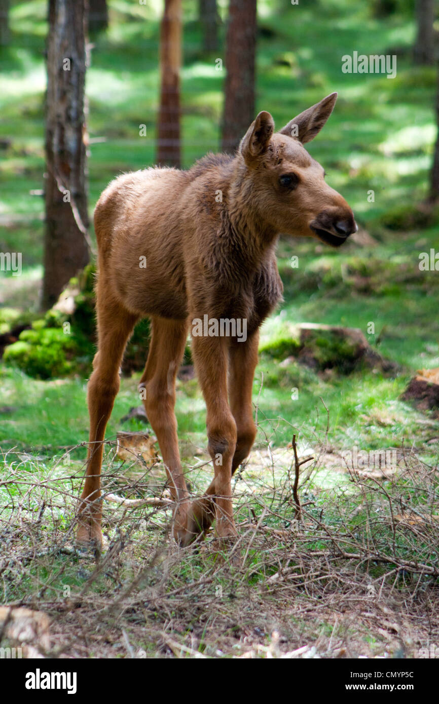 Sweden wildlife hi-res stock photography and images - Alamy