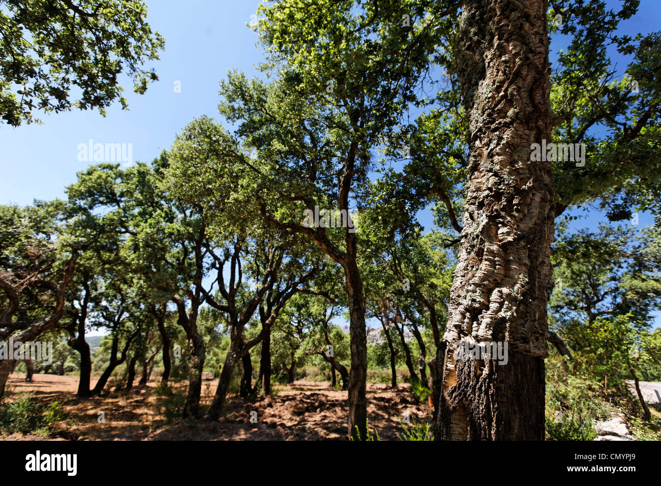 Italy Sardinia Cork oak plantage Stock Photo - Alamy