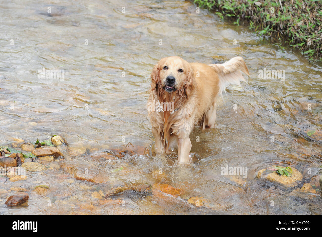 Golden retriever dog playing in the stream Stock Photo - Alamy
