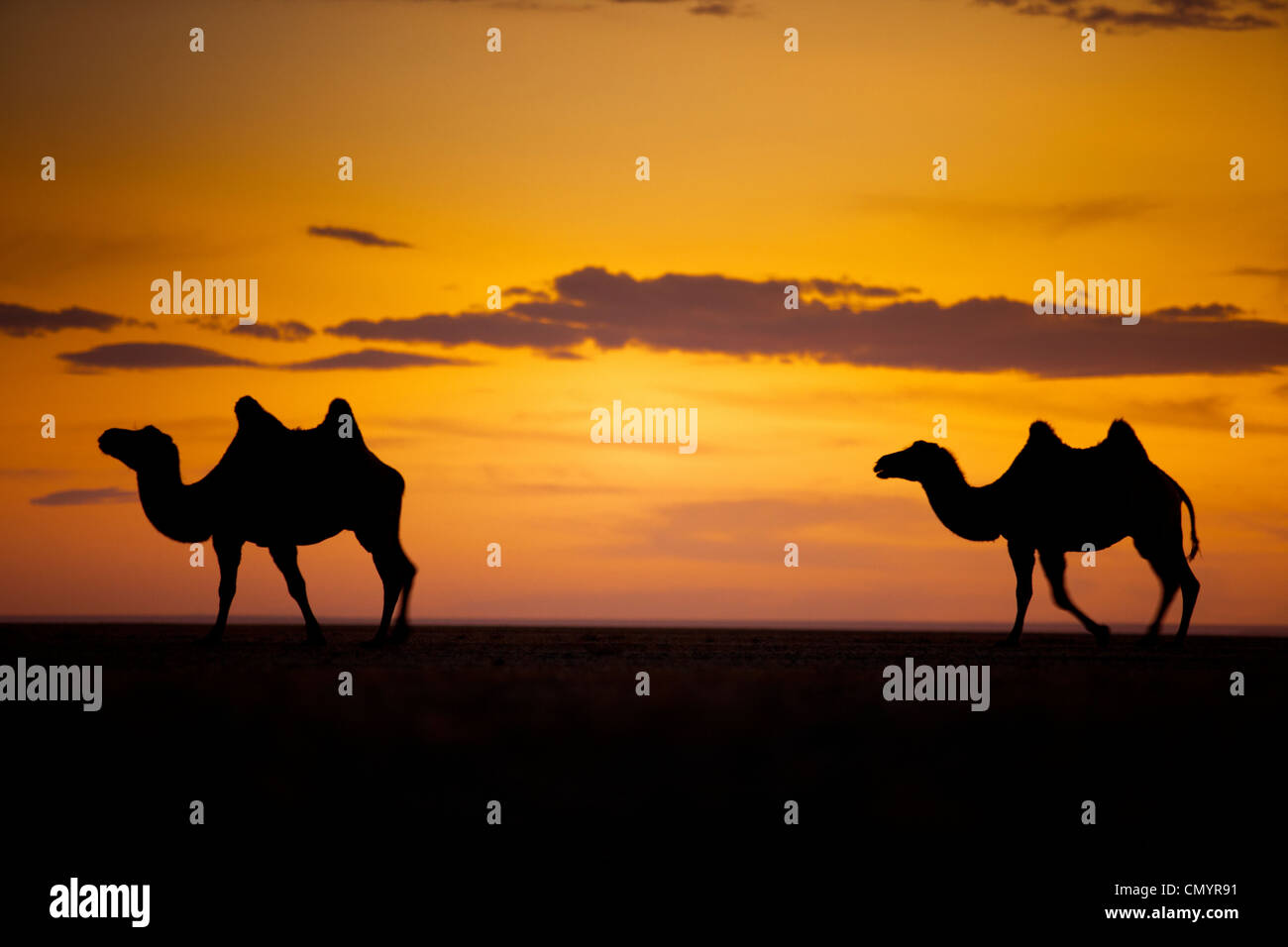 Bactrian camel gobi hi-res stock photography and images - Alamy