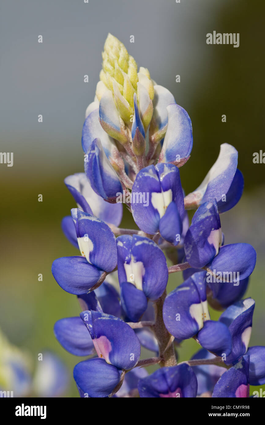 Single Texas Bluebonnet Stock Photo - Alamy