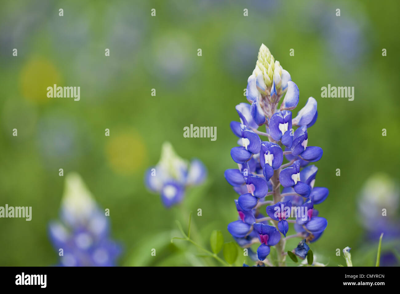 Texas Bluebonnet Field Stock Photo - Alamy