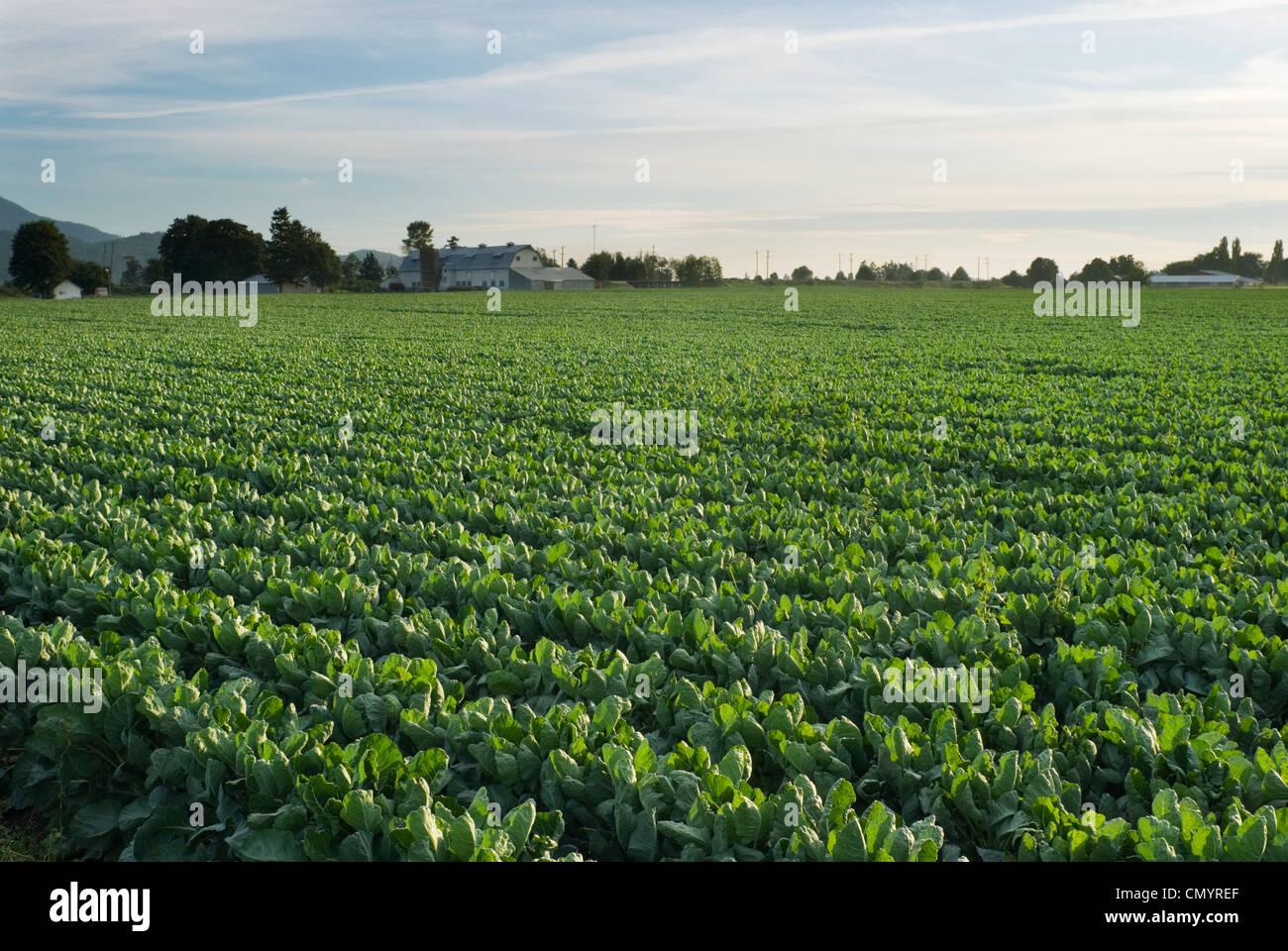 Brussels Sprout field, Fraser Valley at Abbotsford, British Columbia ...