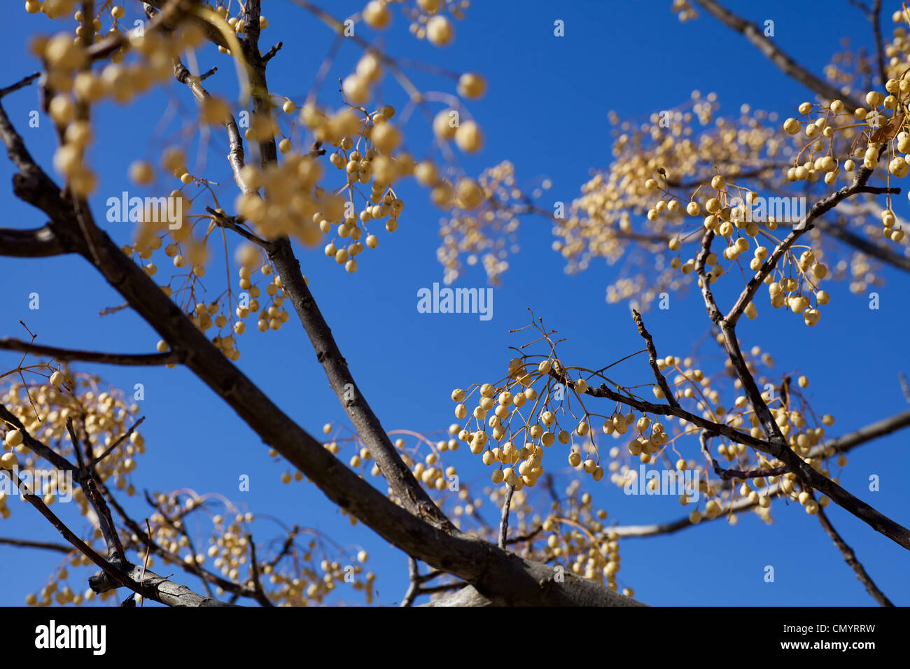 Tree in Rivas Vaciamadrid Stock Photo - Alamy