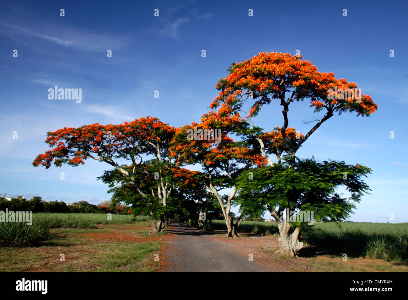 Flame Tree, Flamboyant, Royal Poinciana, lonely street, nobody ...