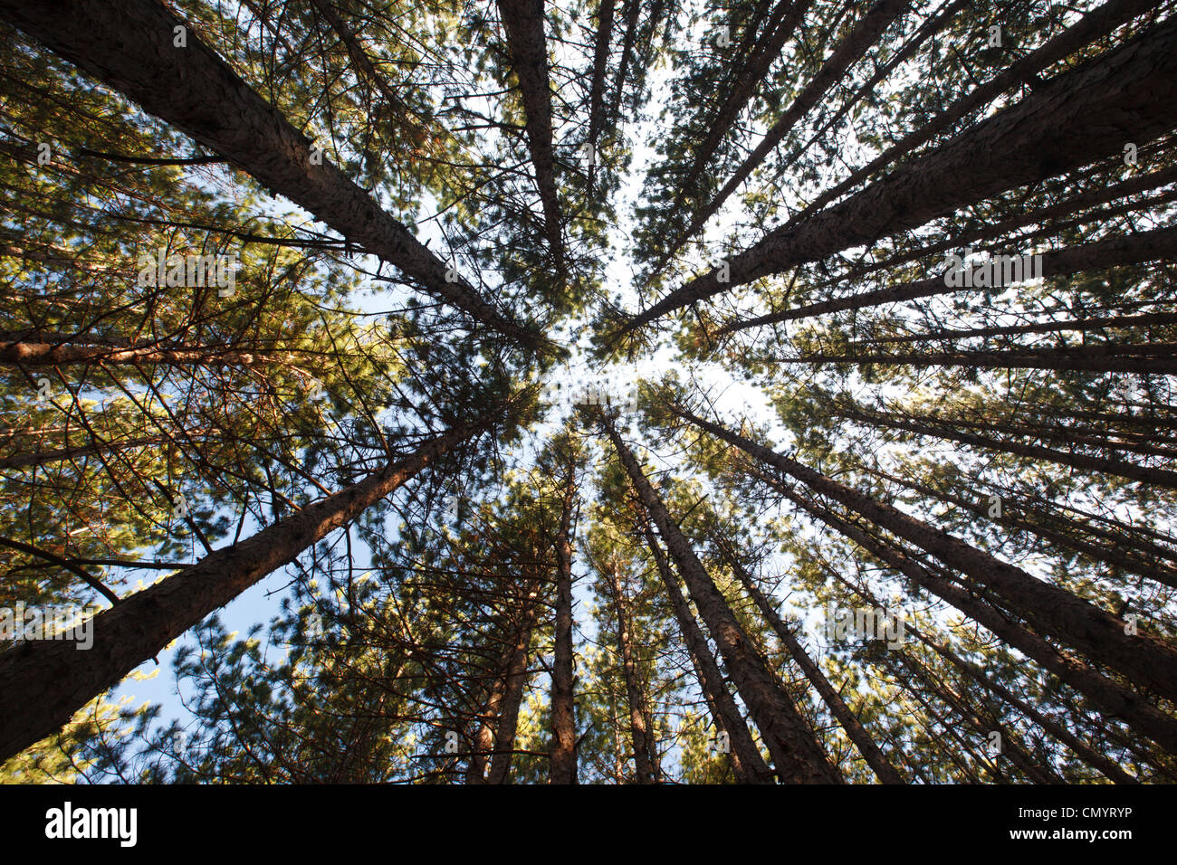 Red pine forest hi-res stock photography and images - Alamy