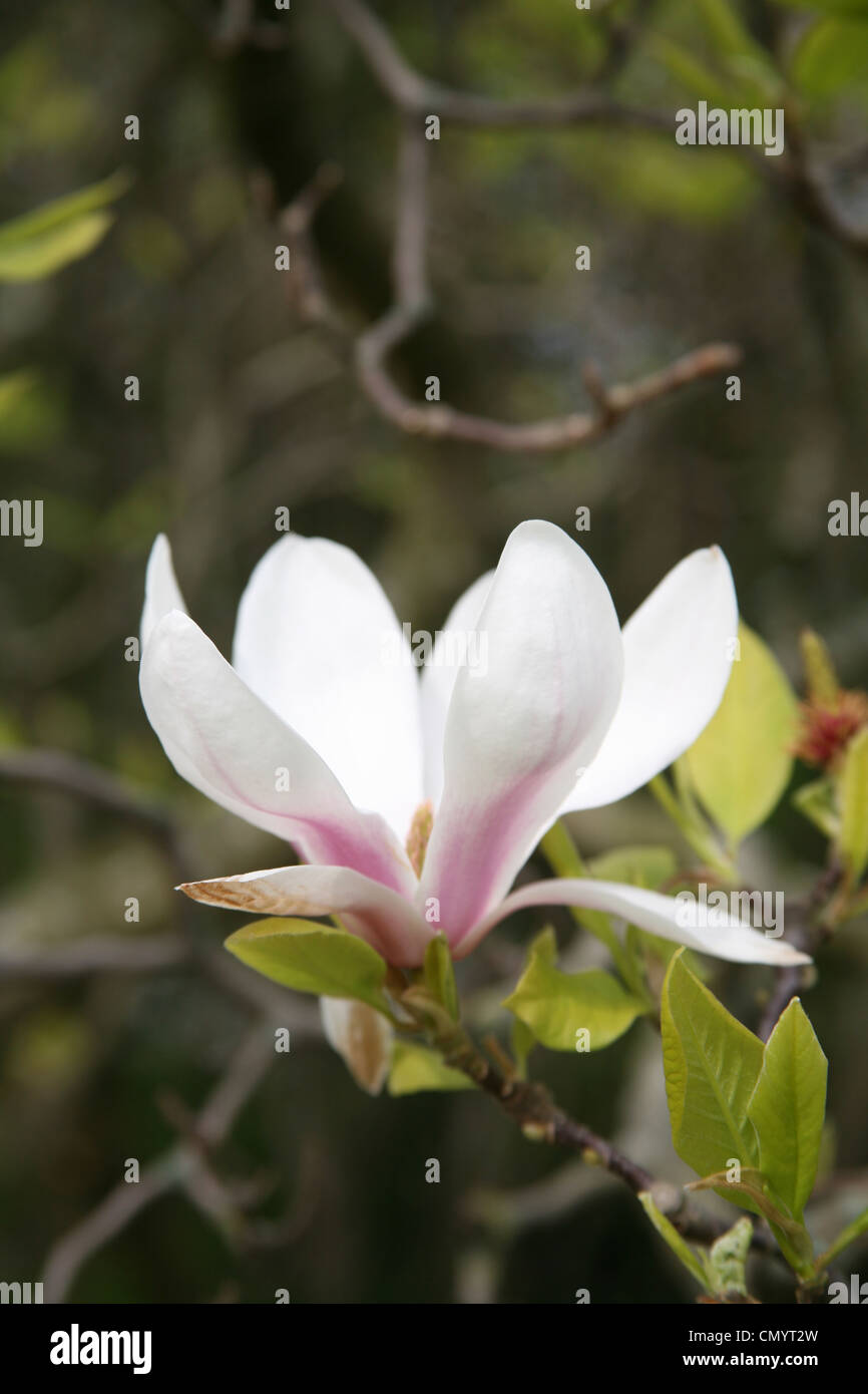 Magnolia up close hi-res stock photography and images - Alamy