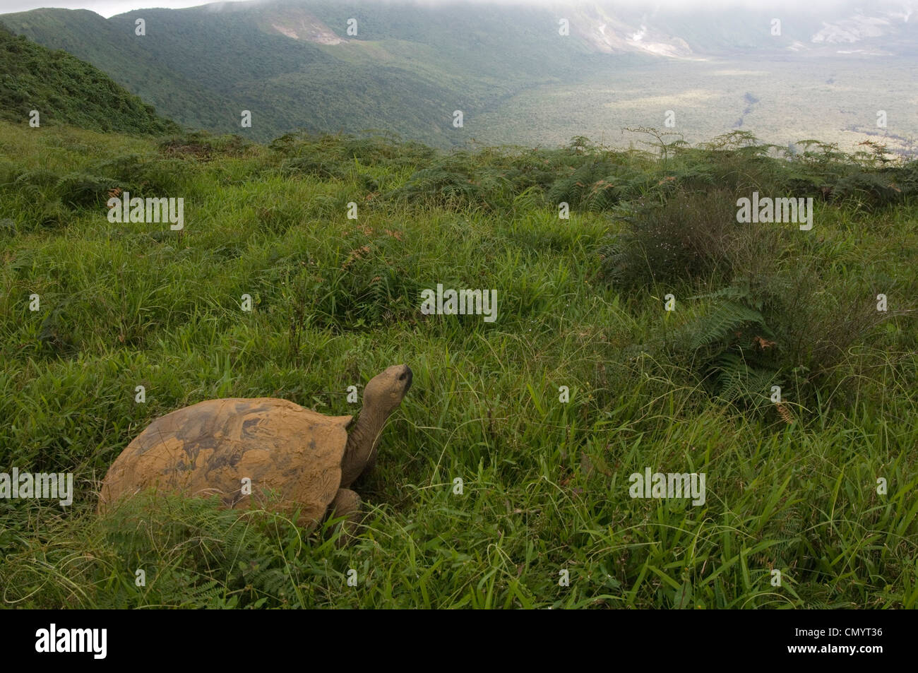Galápagos giant tortoise hi-res stock photography and images - Alamy