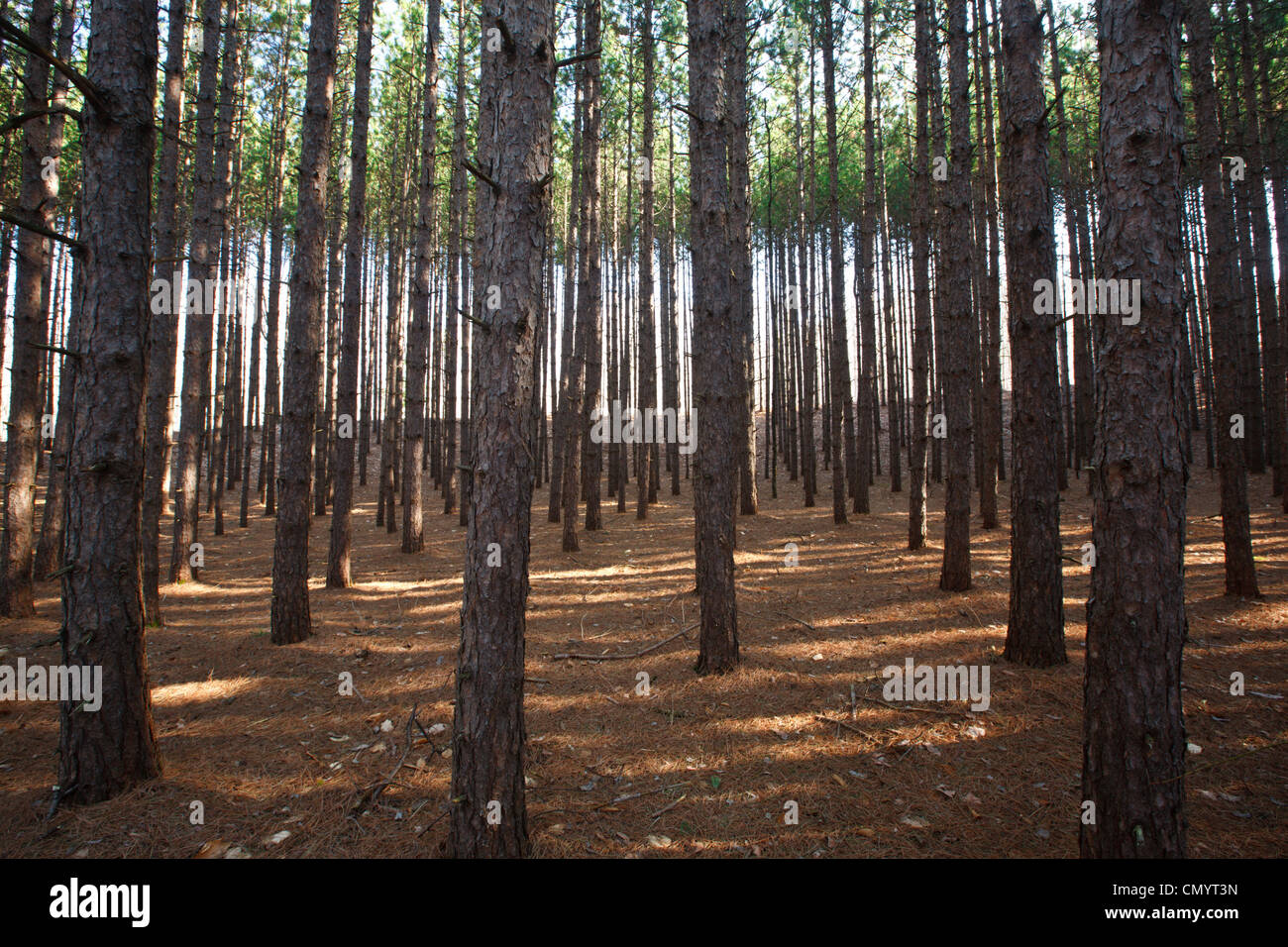Canopy of red pine forest in Franconia, New Hampshire USA Stock Photo ...
