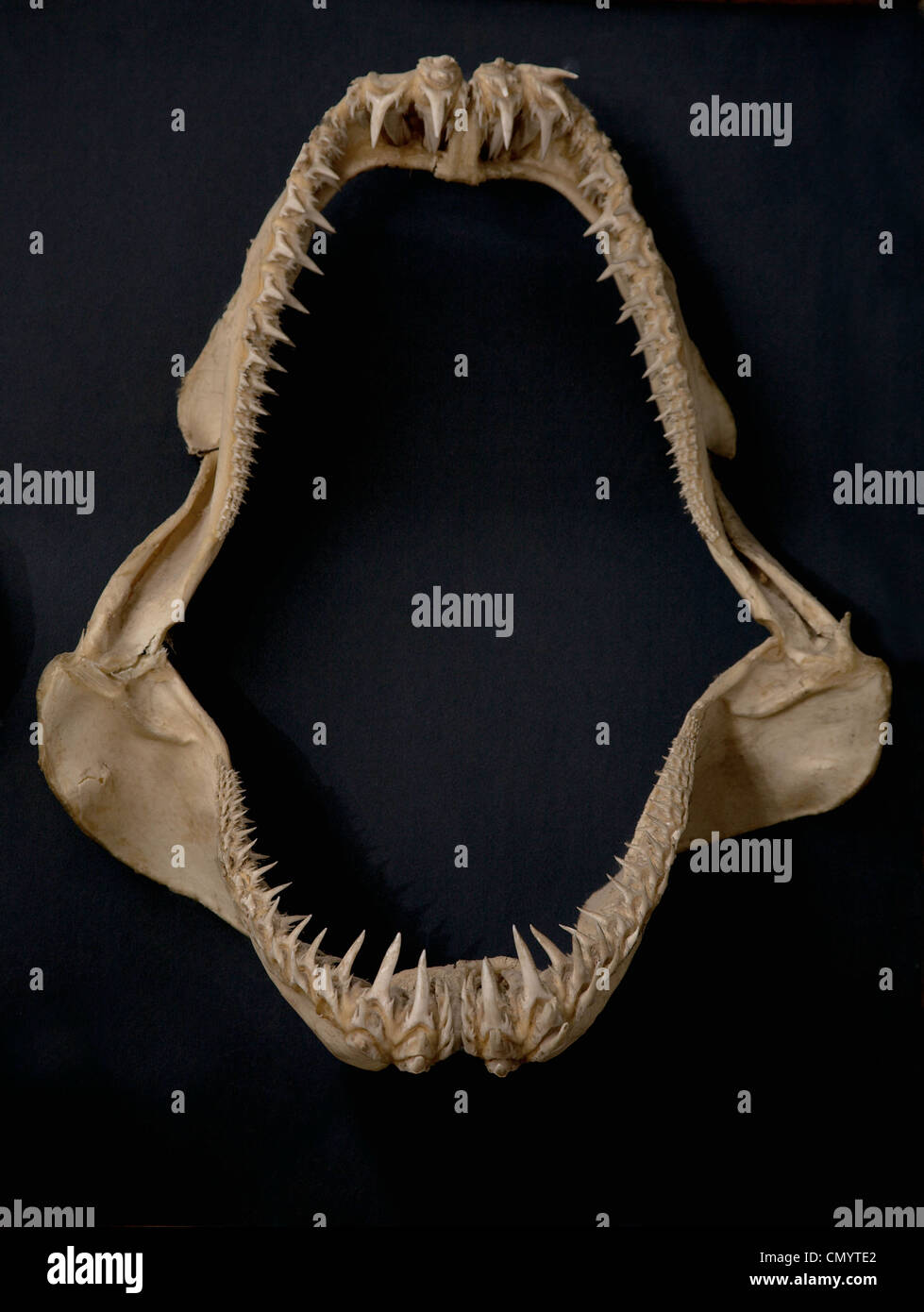Shark teeth rows hi-res stock photography and images - Alamy