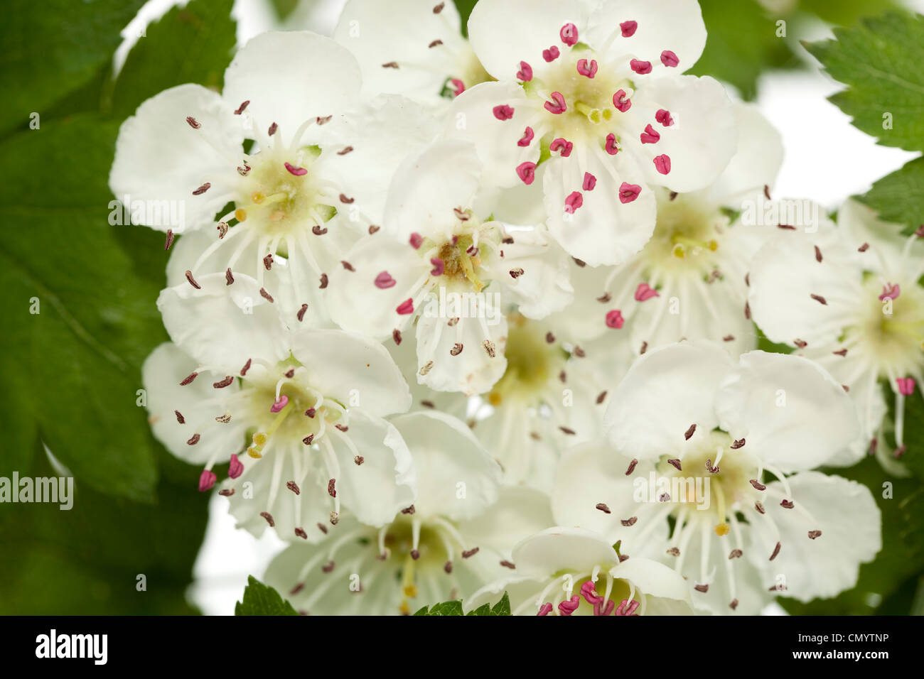 inflorescence with hawthorn's tree,early spring Stock Photo - Alamy