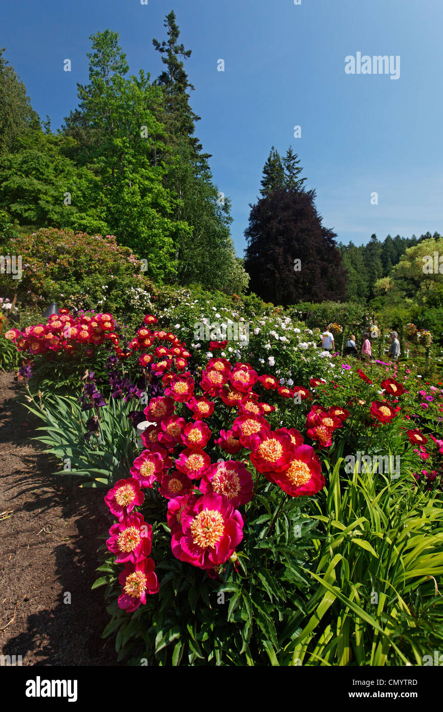 The Butchart Gardens near Victoria on Vancouver Island, Rose Garden ...