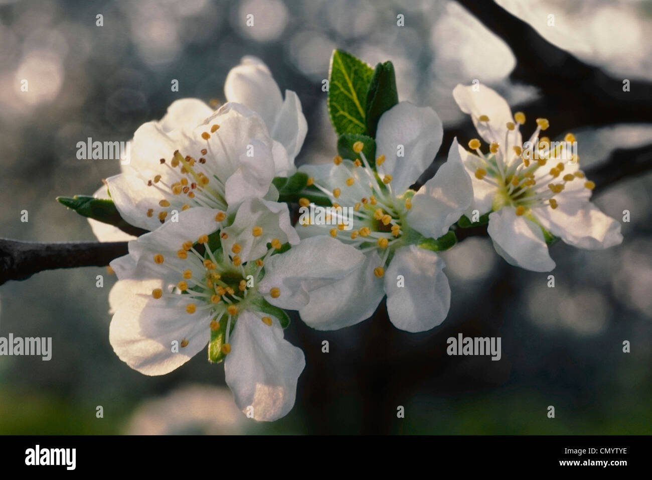 Prune blossom. Prunes are a fruit crop grown in the Sacramento Valley ...