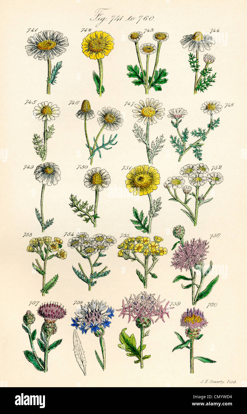 Page of colour illustrations from British Wild Flowers after a work by ...