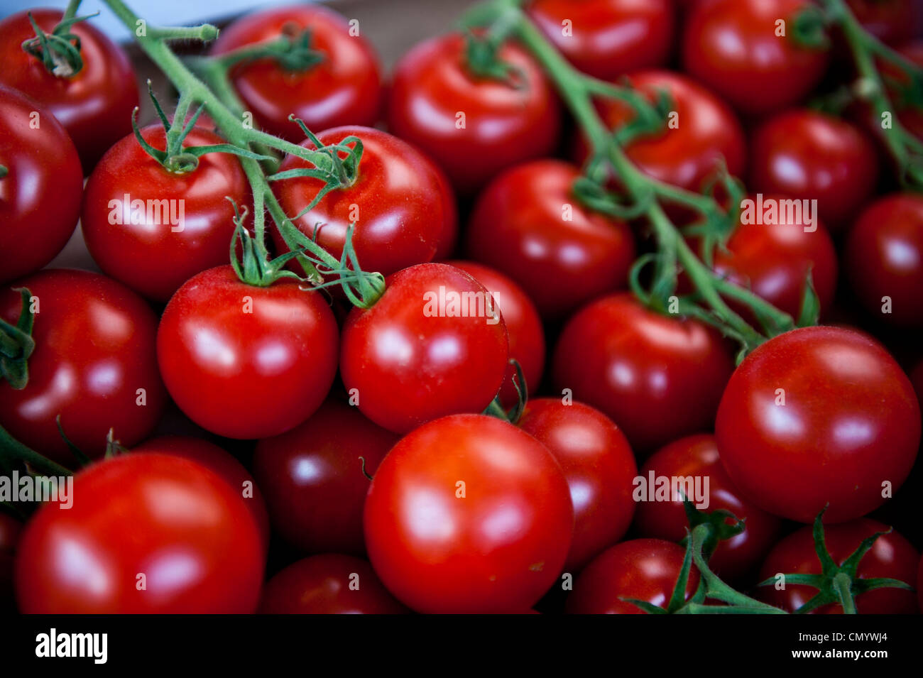 Closeup of juicy, red tomatoes on the vine Stock Photo - Alamy