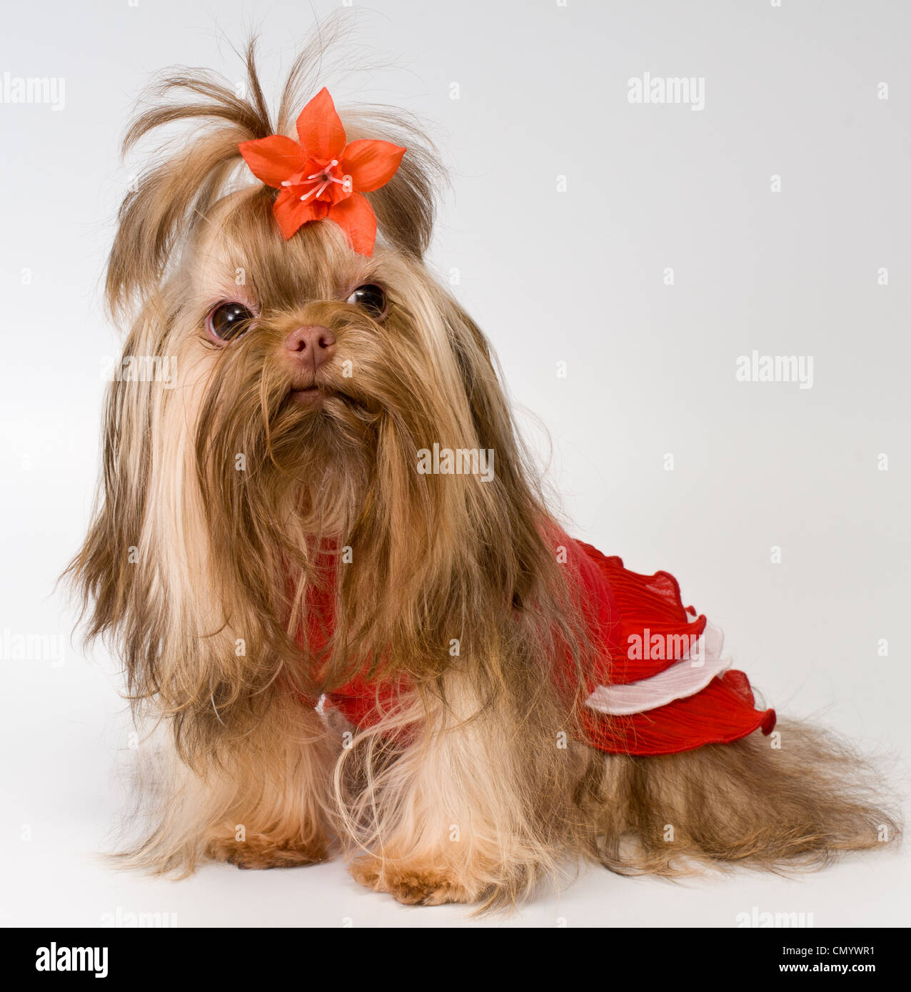 pets; colour; lap-dog; dog; cute; small; puppy; purebred; mammal; fur ...