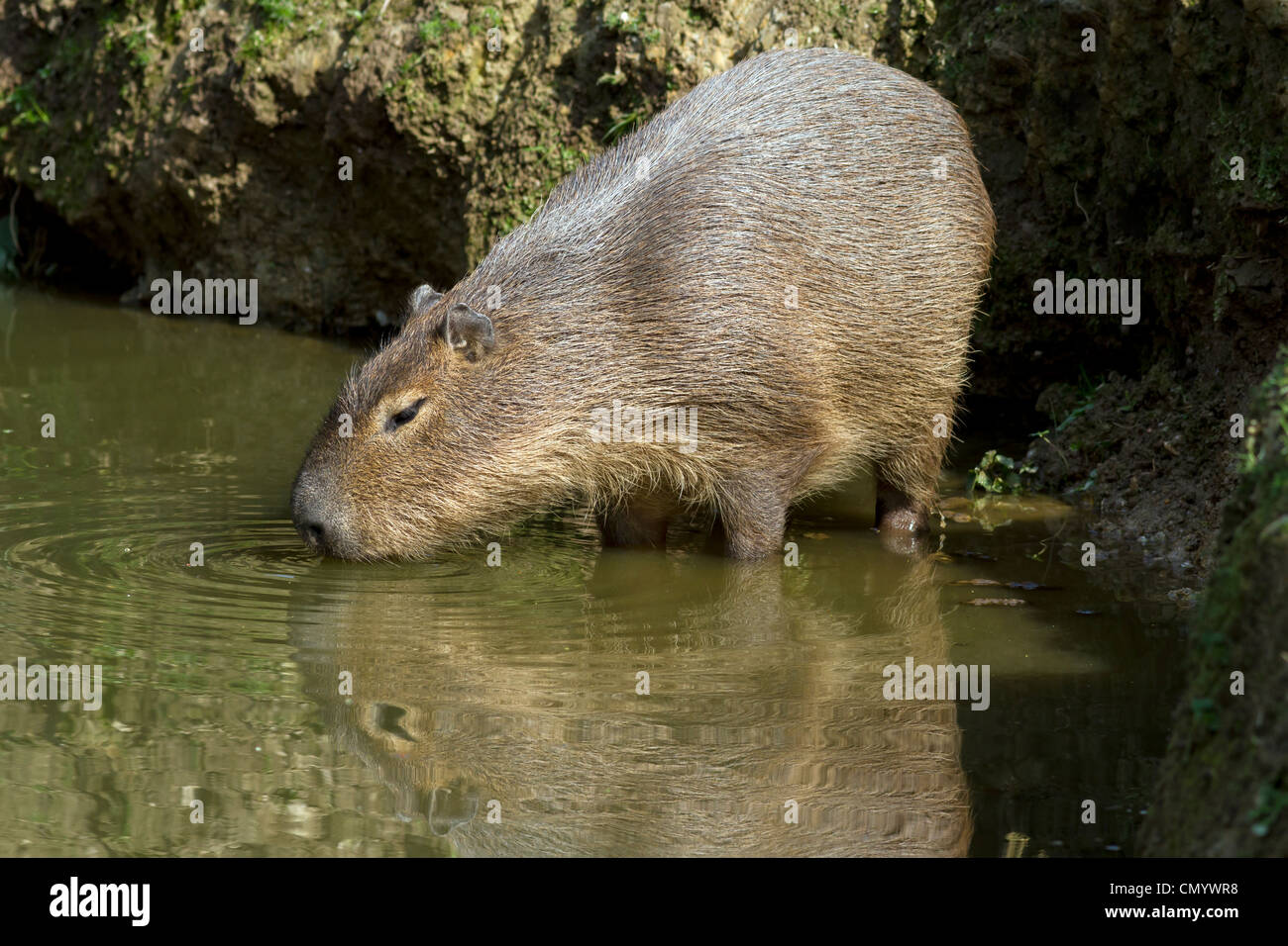 Large rodent hi-res stock photography and images - Alamy