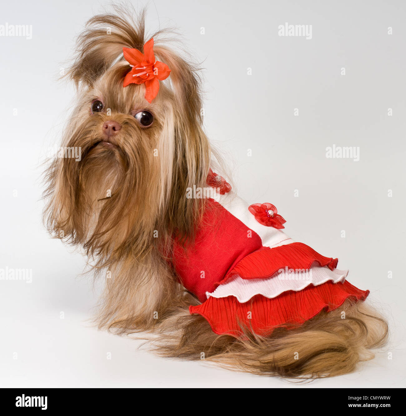 pets; colour; lap-dog; dog; cute; small; puppy; purebred; mammal; fur ...