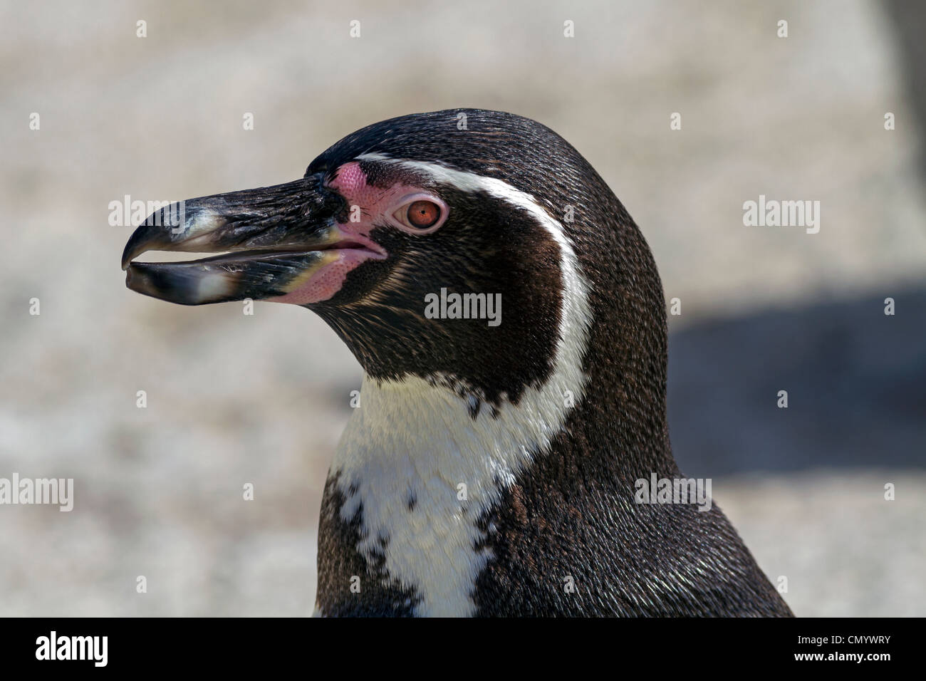 Penguin profile hi-res stock photography and images - Alamy