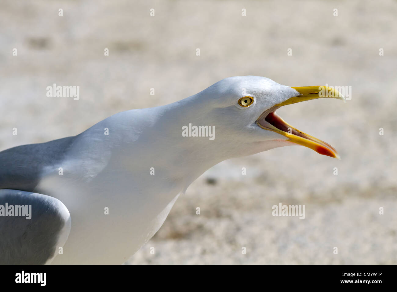 Angry seagull hi-res stock photography and images - Alamy