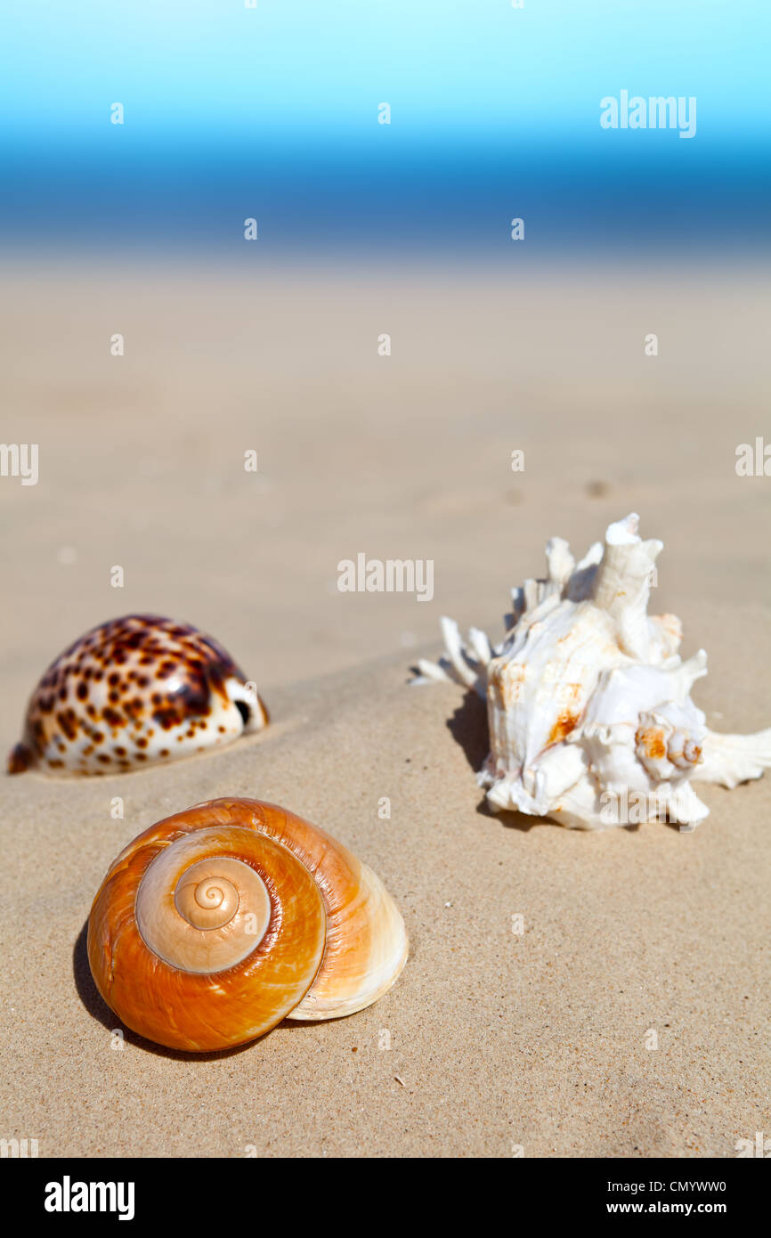 Three sea shells on a sandy beach, summertime nature concept Stock ...