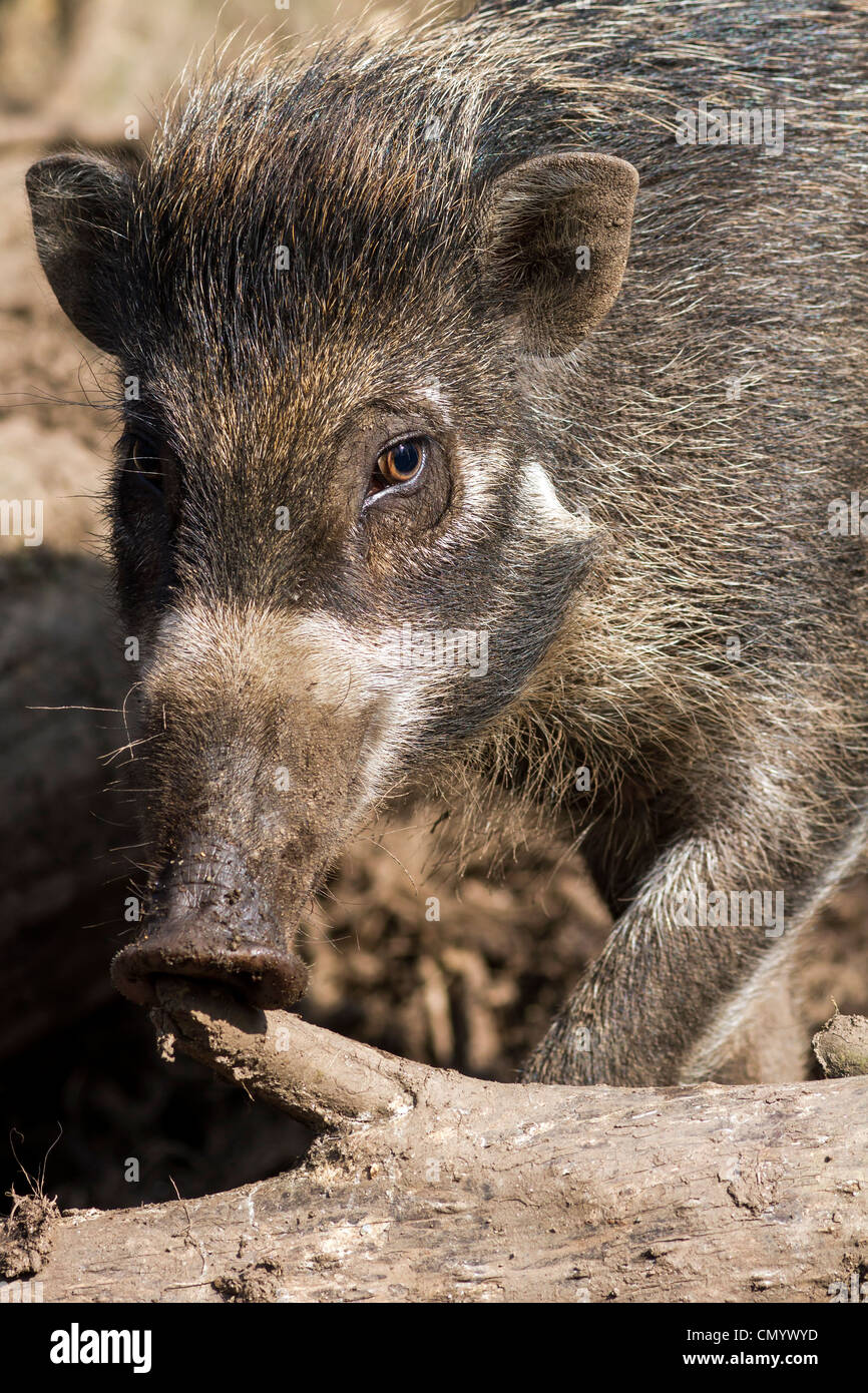 Warty pig in newquay zoo Stock Photo - Alamy
