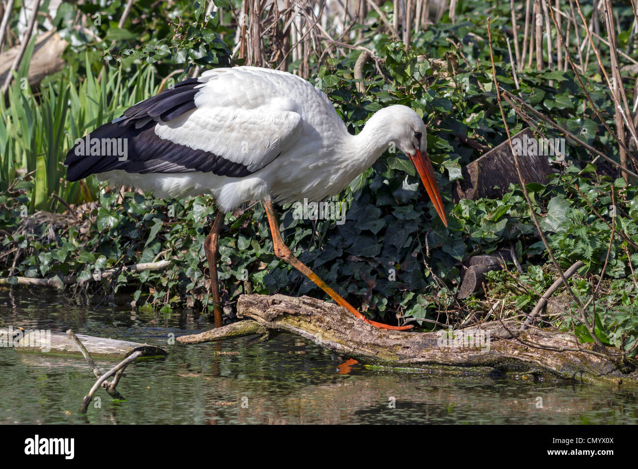 Stalk bird hi-res stock photography and images - Alamy