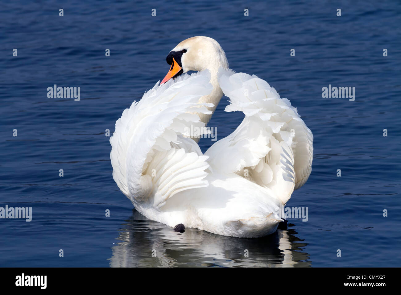Angry Swan Stock Photos & Angry Swan Stock Images - Alamy