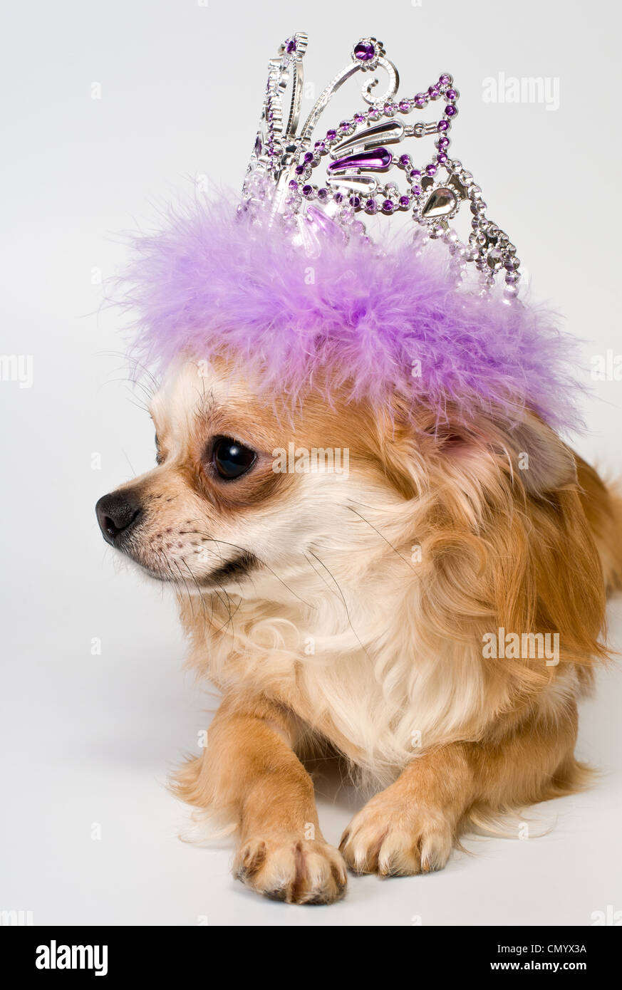 pets; colour; lap-dog; dog; cute; small; puppy; purebred; mammal; fur ...